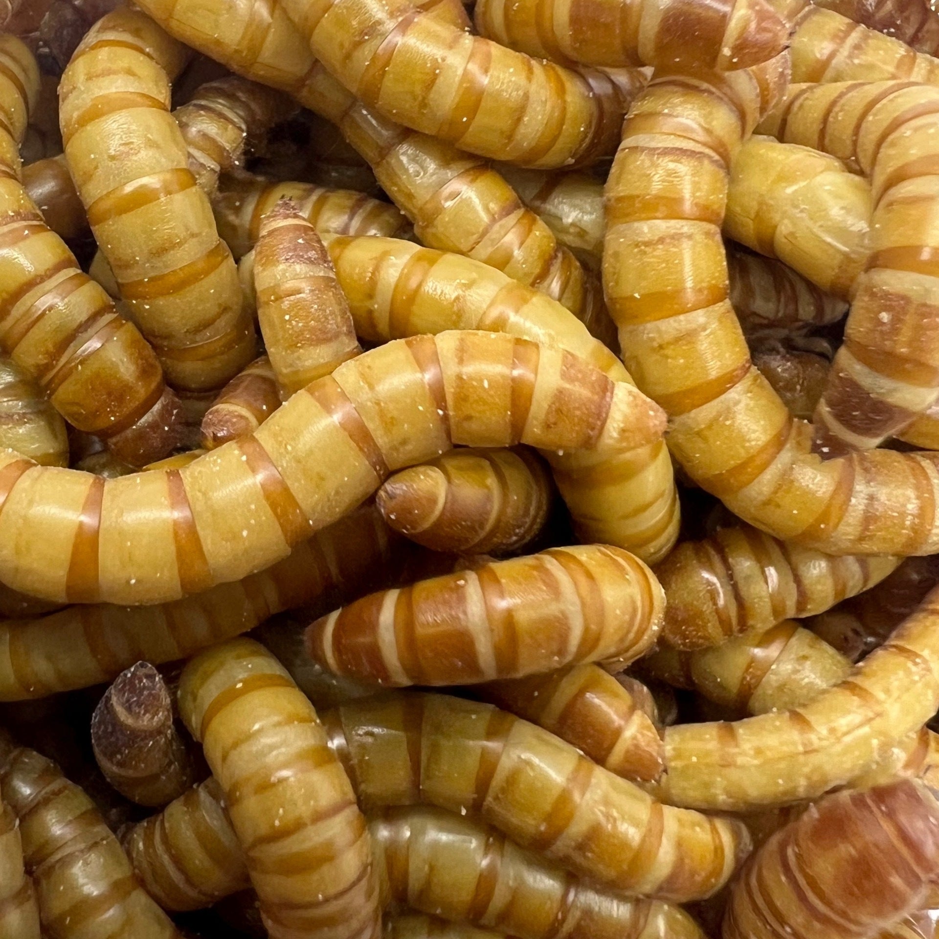 Live Mealworms | REPTILE FACTORY SOCAL